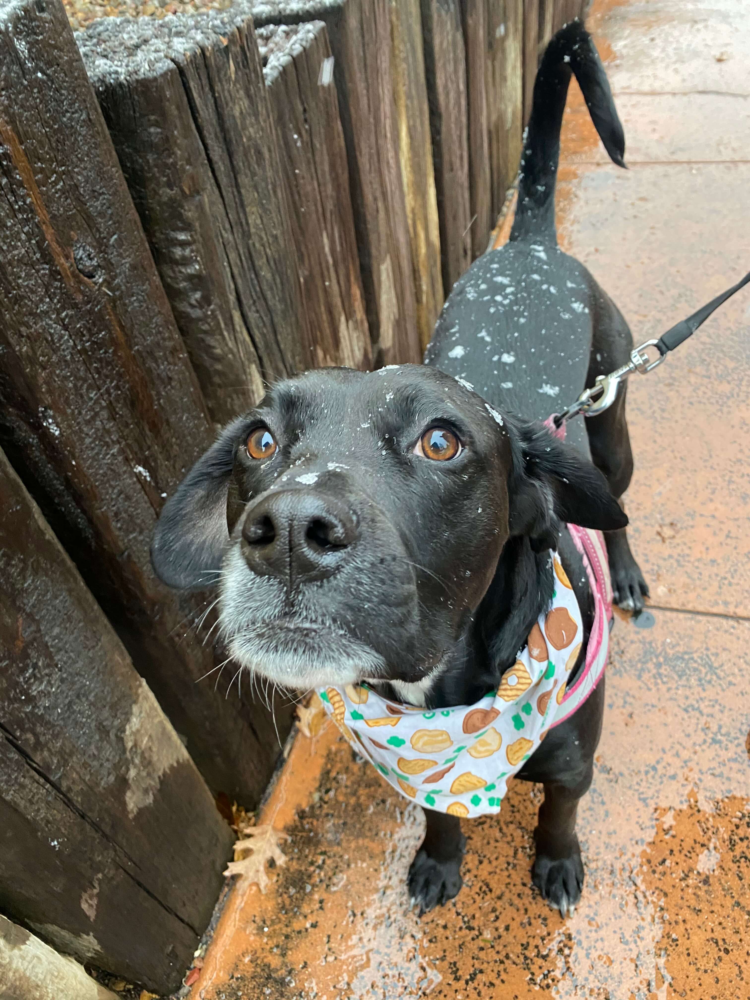 Healer Lab Mix Puppy Snow